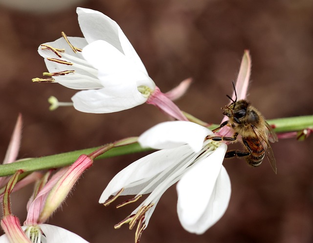 Gaura Prairie Candle Wild Bees - Free photo on Pixabay - Pixabay
