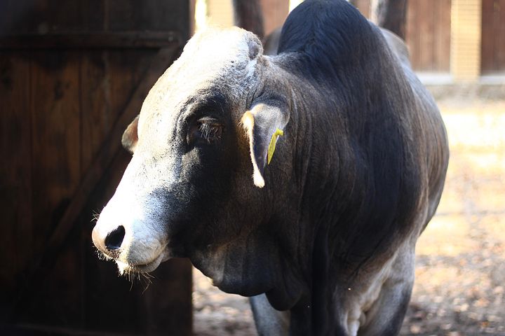 50+ Free Zebu & Gujarat Images - Pixabay