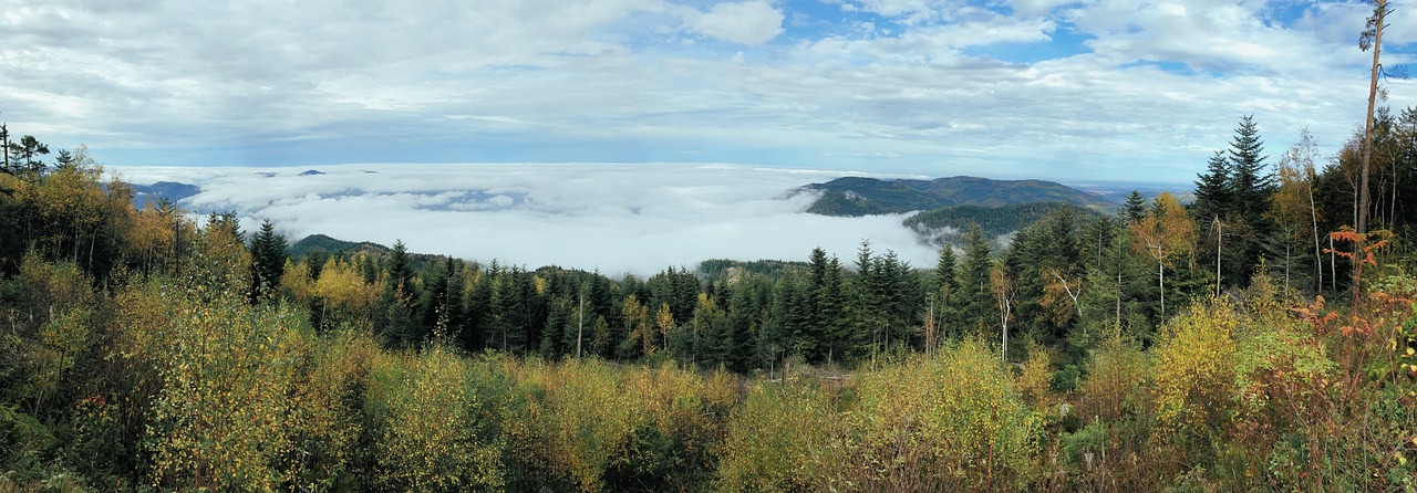 Pegunungan Awan Hutan Hitam - Foto gratis di Pixabay - Pixabay