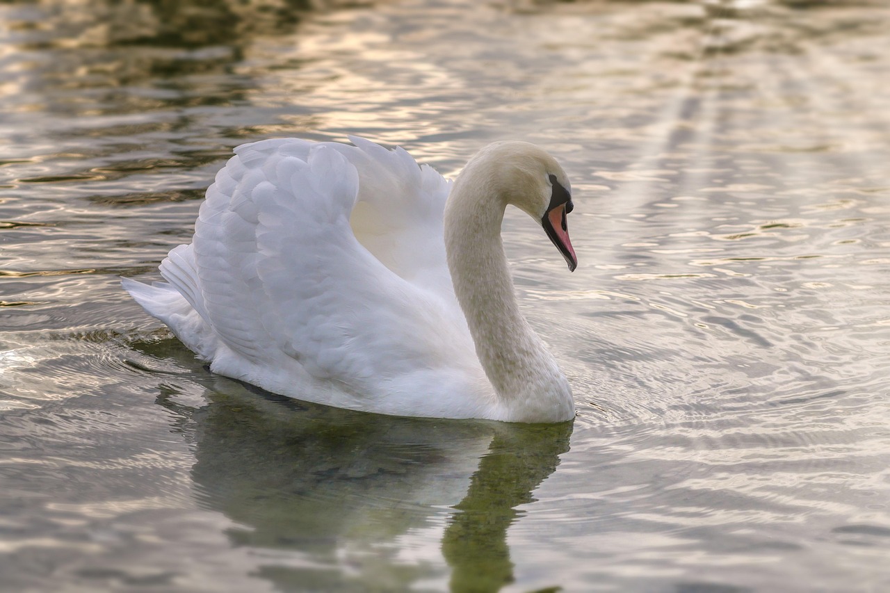 Swan Bird Dusk Light - Free photo on Pixabay - Pixabay