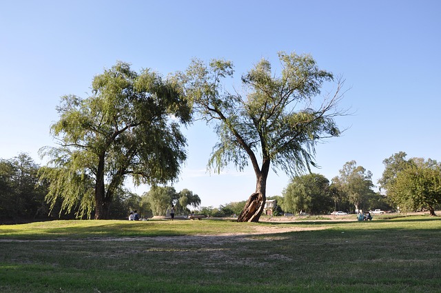 Parque Tarde Arboles - Foto gratis en Pixabay