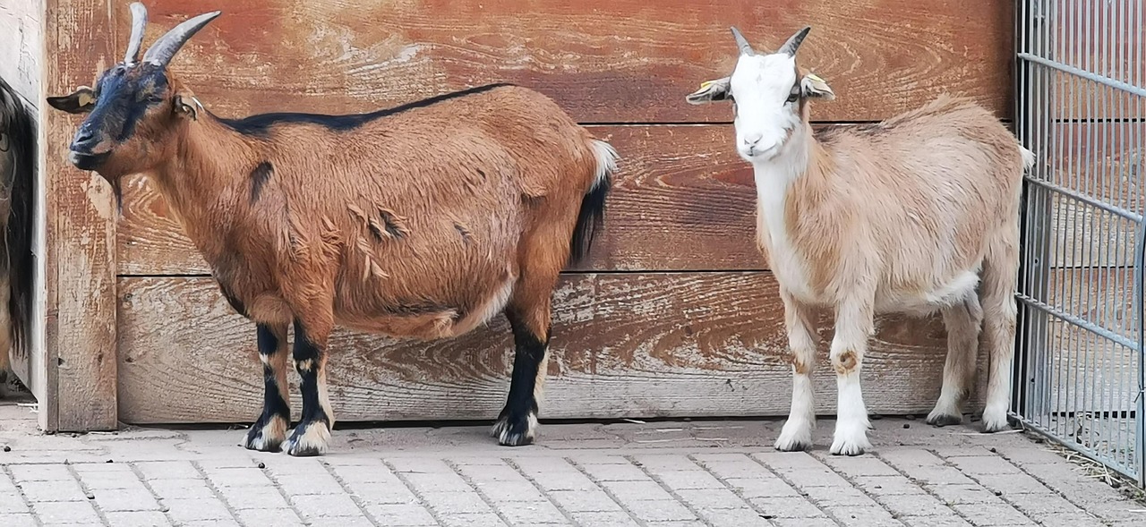 Goat Animal Livestock - Free photo on Pixabay