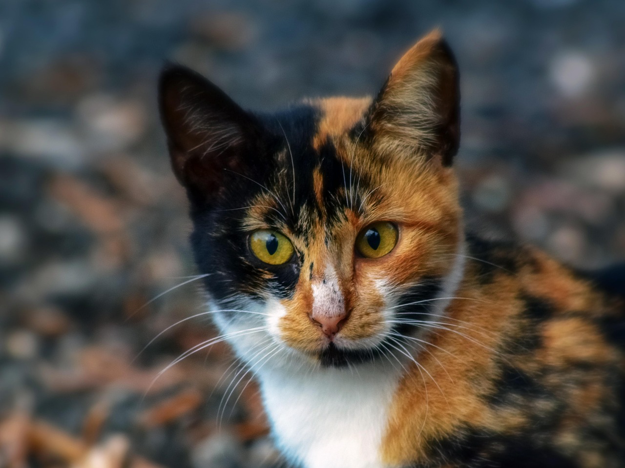 20,000+ Free Suspicious Cat & Animal Images - Pixabay