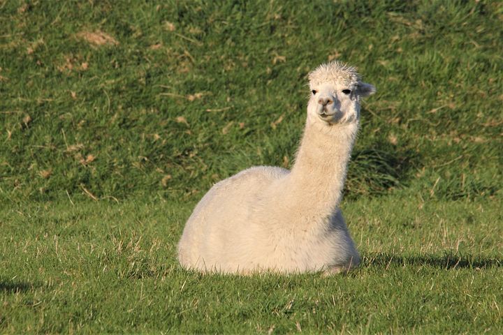 900 Llama Pictures & Images [HD] - Pixabay