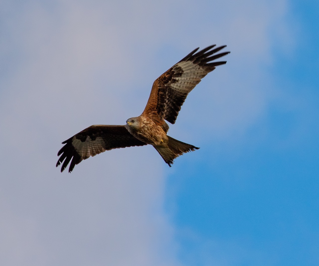 Red Kite In Flight Raptor - Free photo on Pixabay - Pixabay