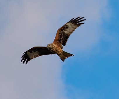 10+ Free Red Kite In Flight & Red Kite Images - Pixabay