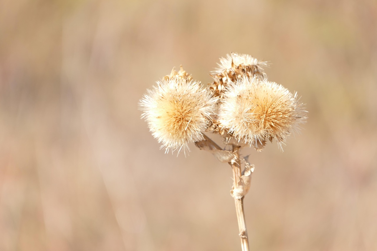 Thistle Dead Flower - Free photo on Pixabay