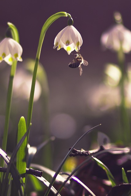 Mezclar Abeja Primavera - Foto gratis en Pixabay - Pixabay
