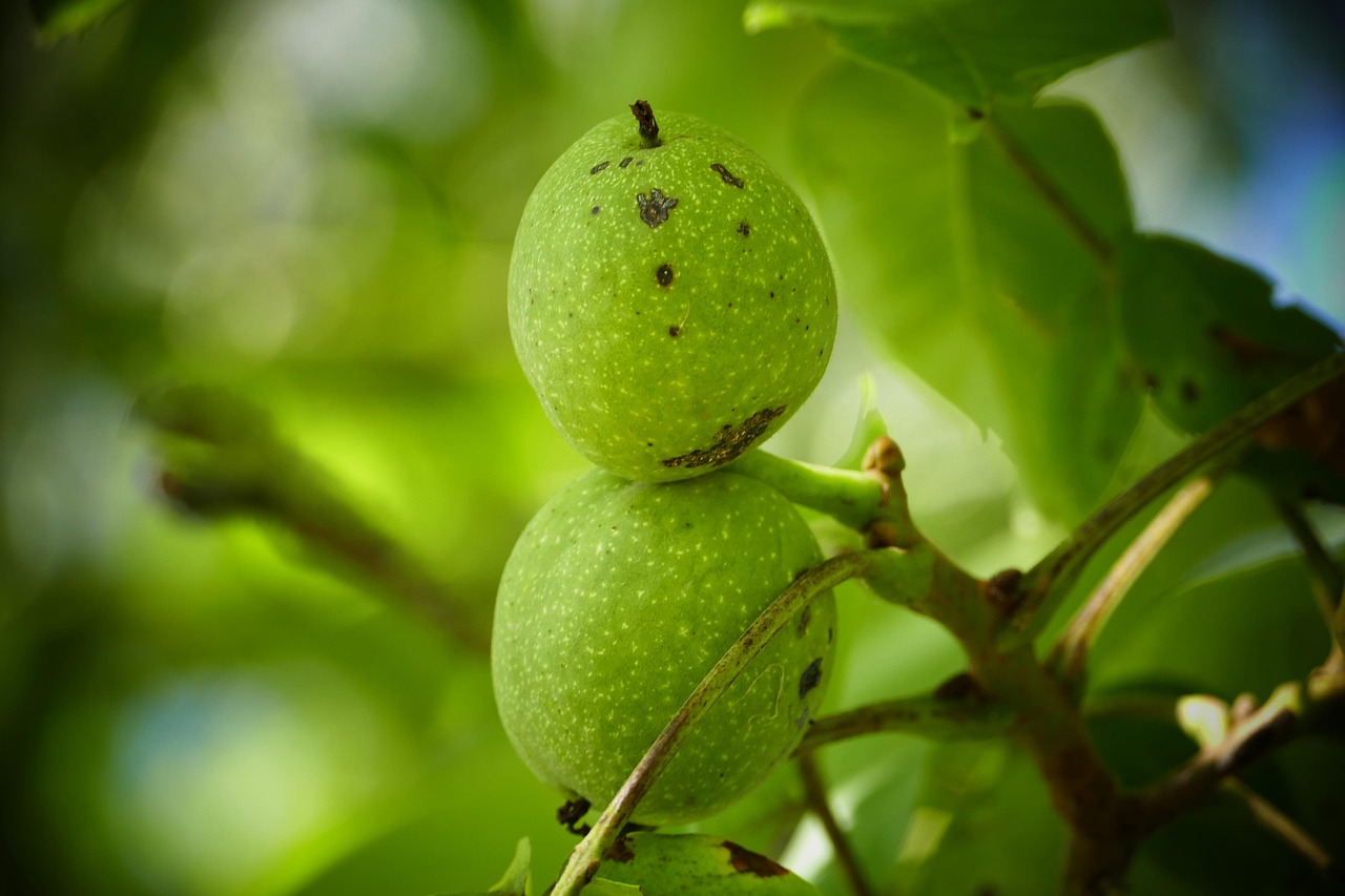 Nussbaum Nüsse Lebensmittel - Kostenloses Foto auf Pixabay - Pixabay