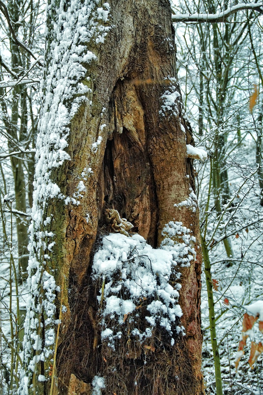 100+ Free Hibernation & Nature Images - Pixabay