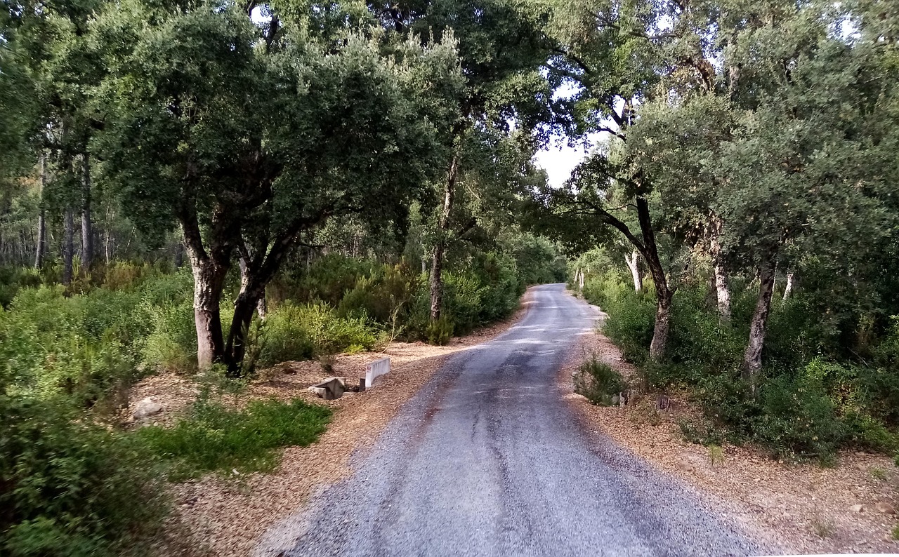 Road Forest Destination - Photo gratuite sur Pixabay - Pixabay
