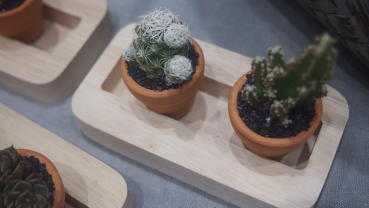 Cactus Planta En Maceta - Foto gratis en Pixabay - Pixabay