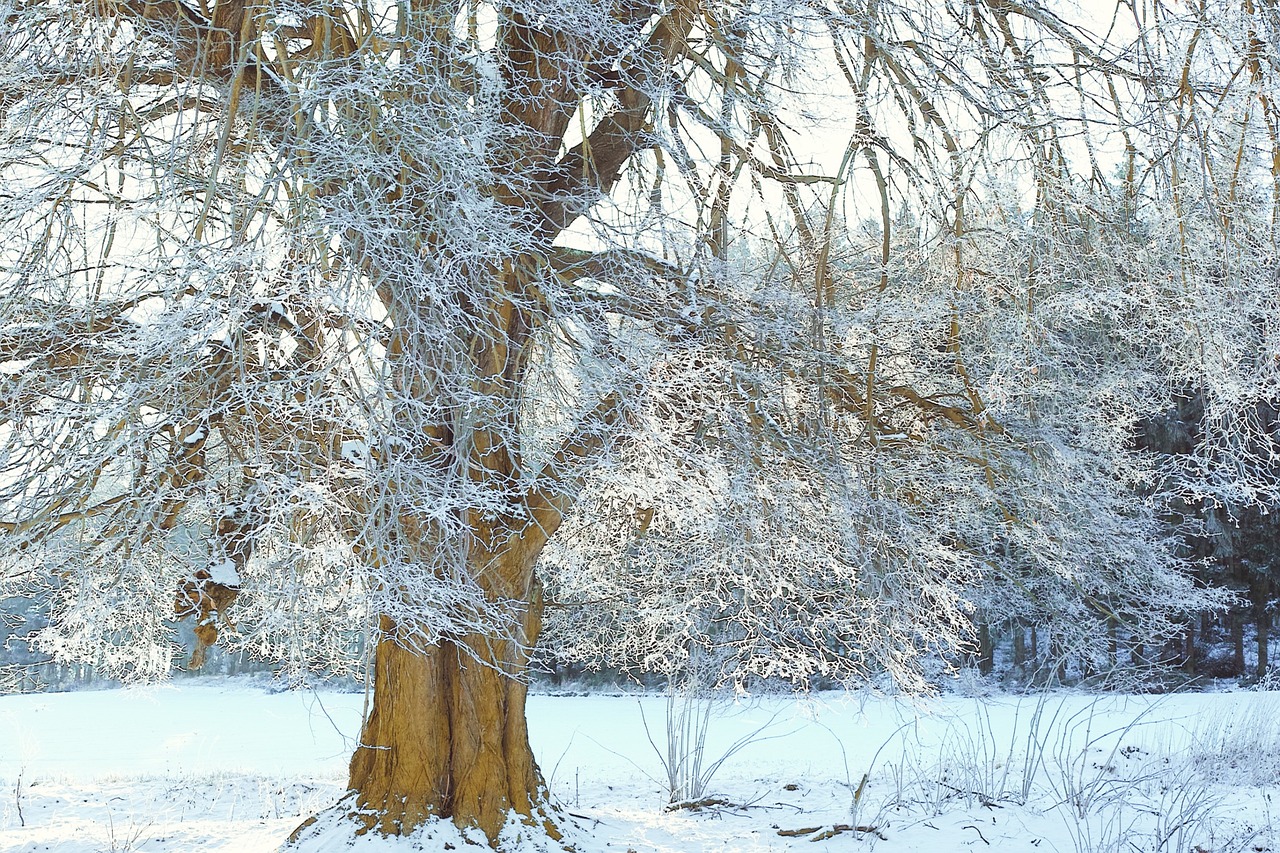 70+ Free Frosty Day & Frosty Images - Pixabay