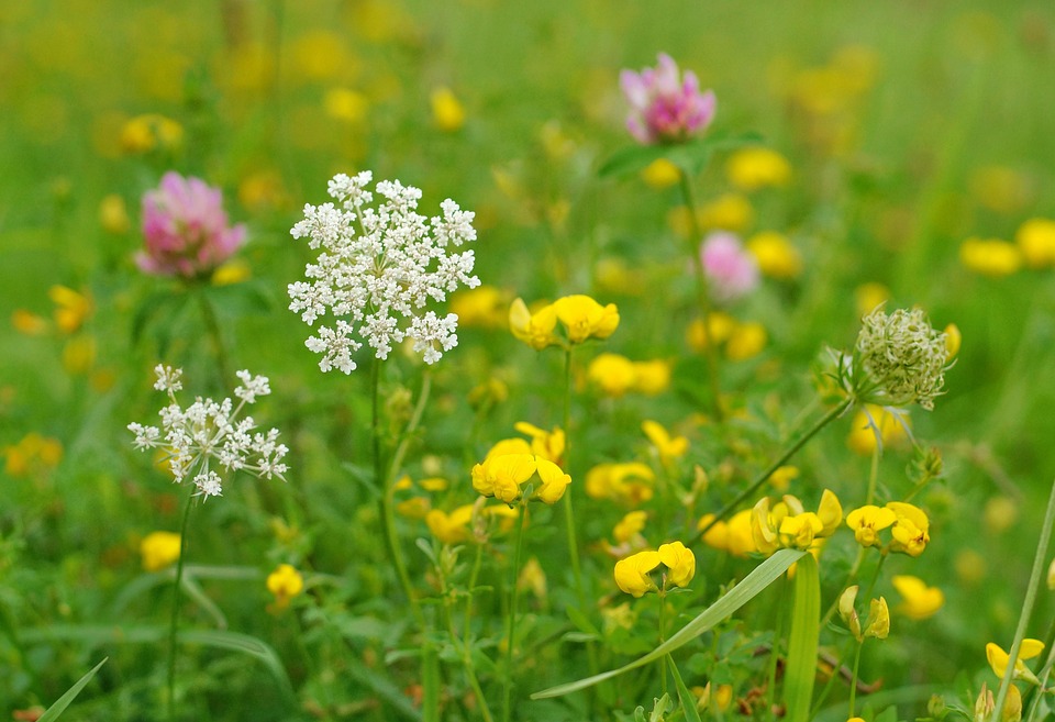 Wildblumen Wiese Blühen - Kostenloses Foto auf Pixabay - Pixabay