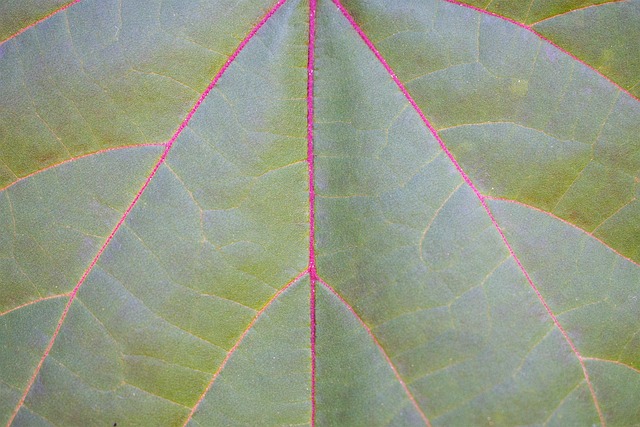 Sheet Texture Summer - Free photo on Pixabay - Pixabay