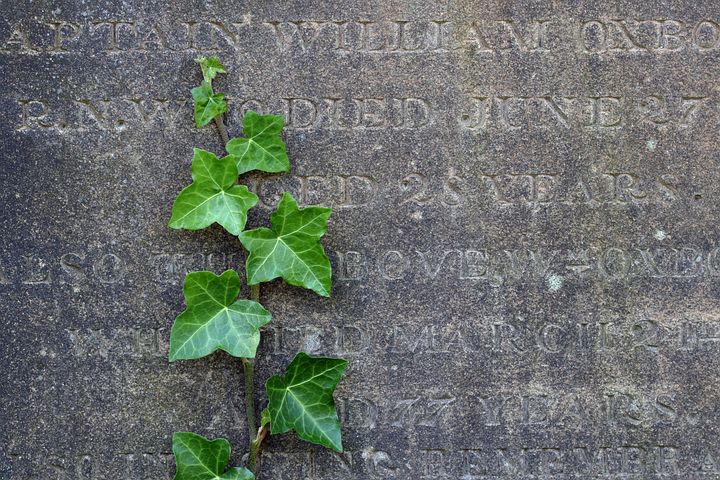 20+ Free English Ivy & Ivy Photos - Pixabay