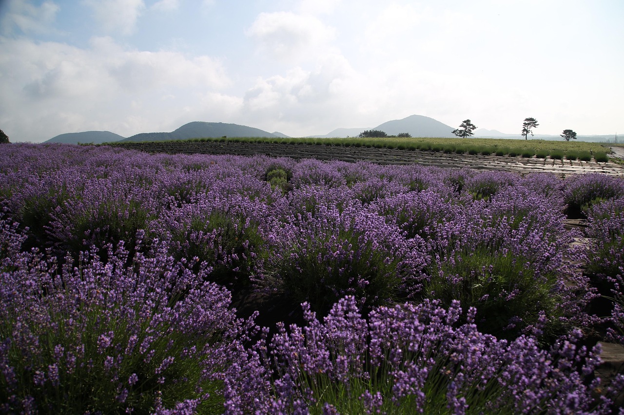 Lavender Field Flower - Free photo on Pixabay