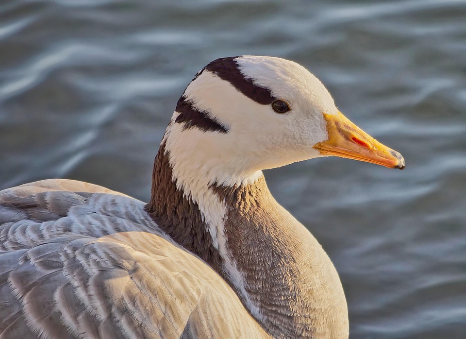 Goose Duck Bird - Free photo on Pixabay