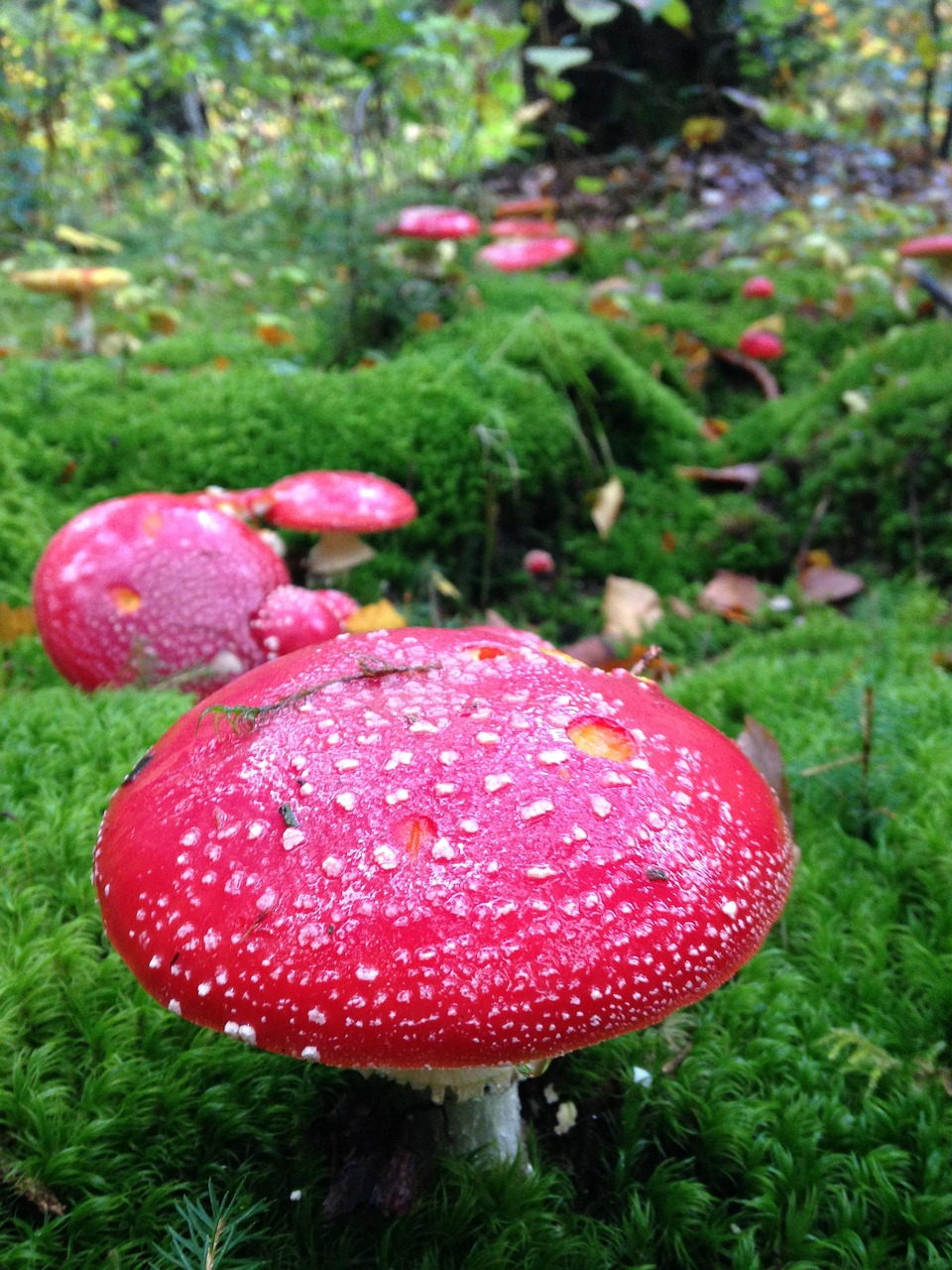Champignons Forêt France - Photo gratuite sur Pixabay - Pixabay