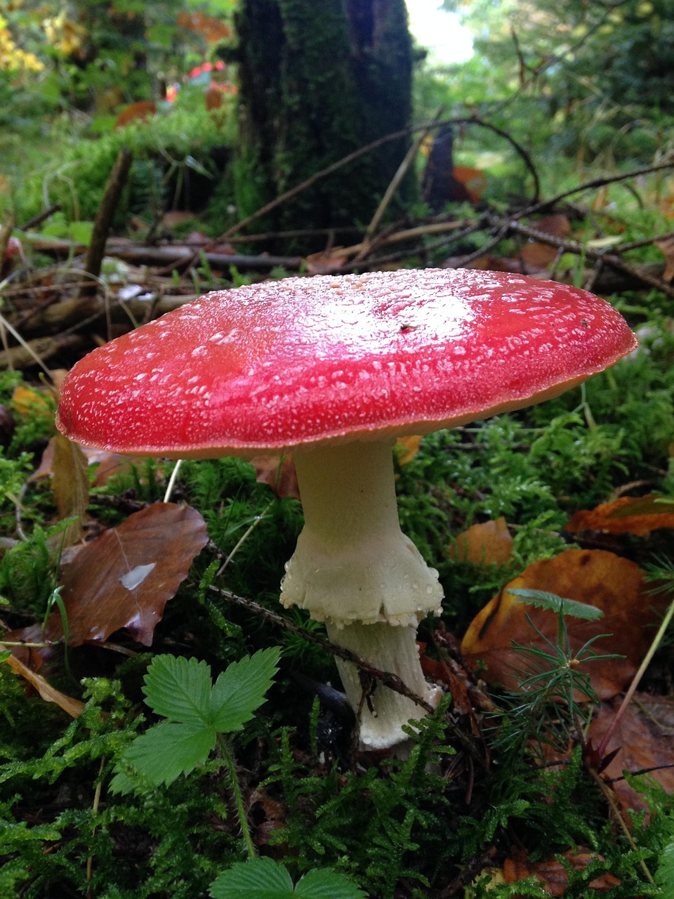 Champignons Forêt Amanite - Photo gratuite sur Pixabay - Pixabay