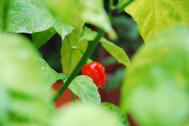 Green Map Chili Pepper - Free photo on Pixabay - Pixabay