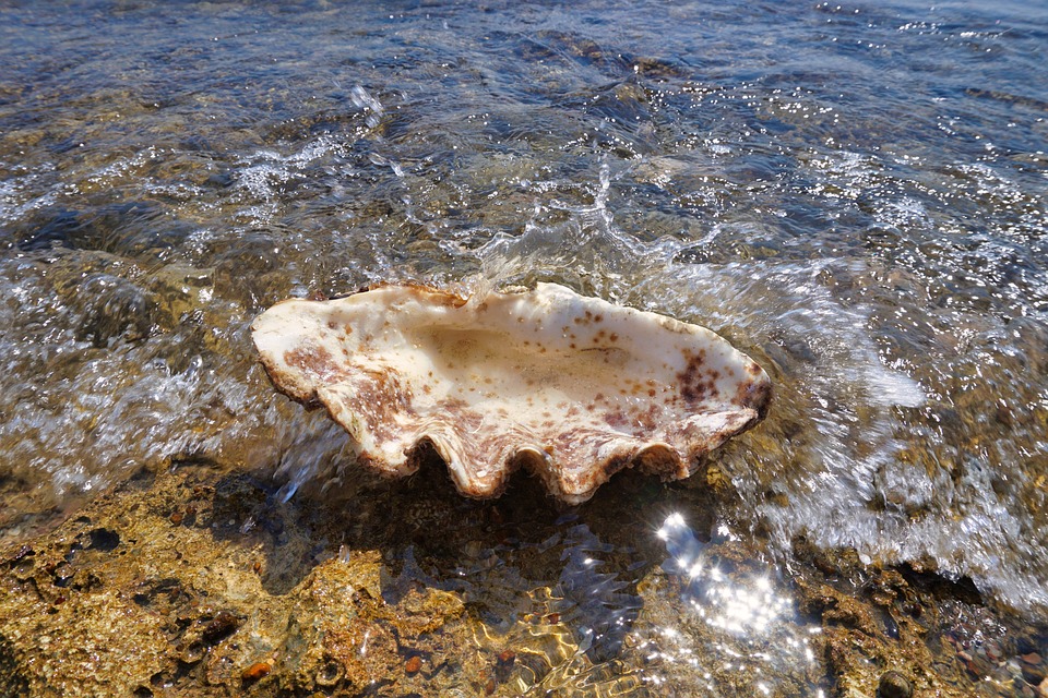 Giant Clam Beach Sea To - Free photo on Pixabay
