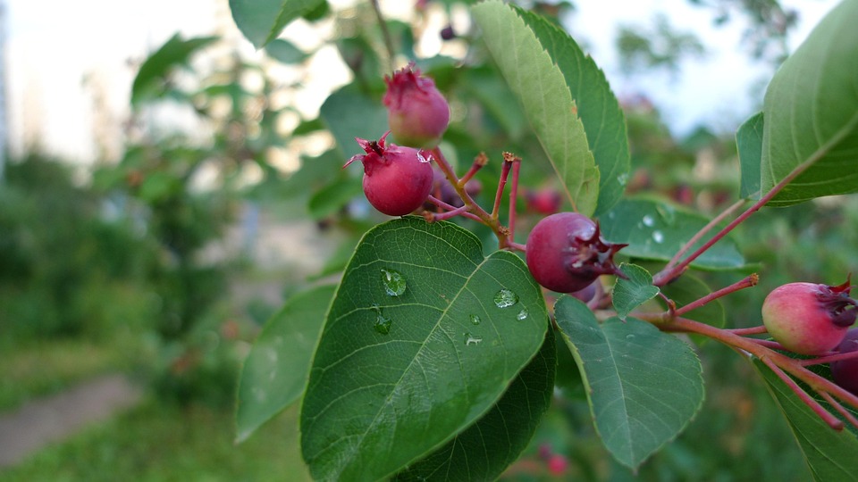Berry Greens Summer - Free photo on Pixabay - Pixabay Berry Greens Summer - Free photo on Pixabay - Pixabay