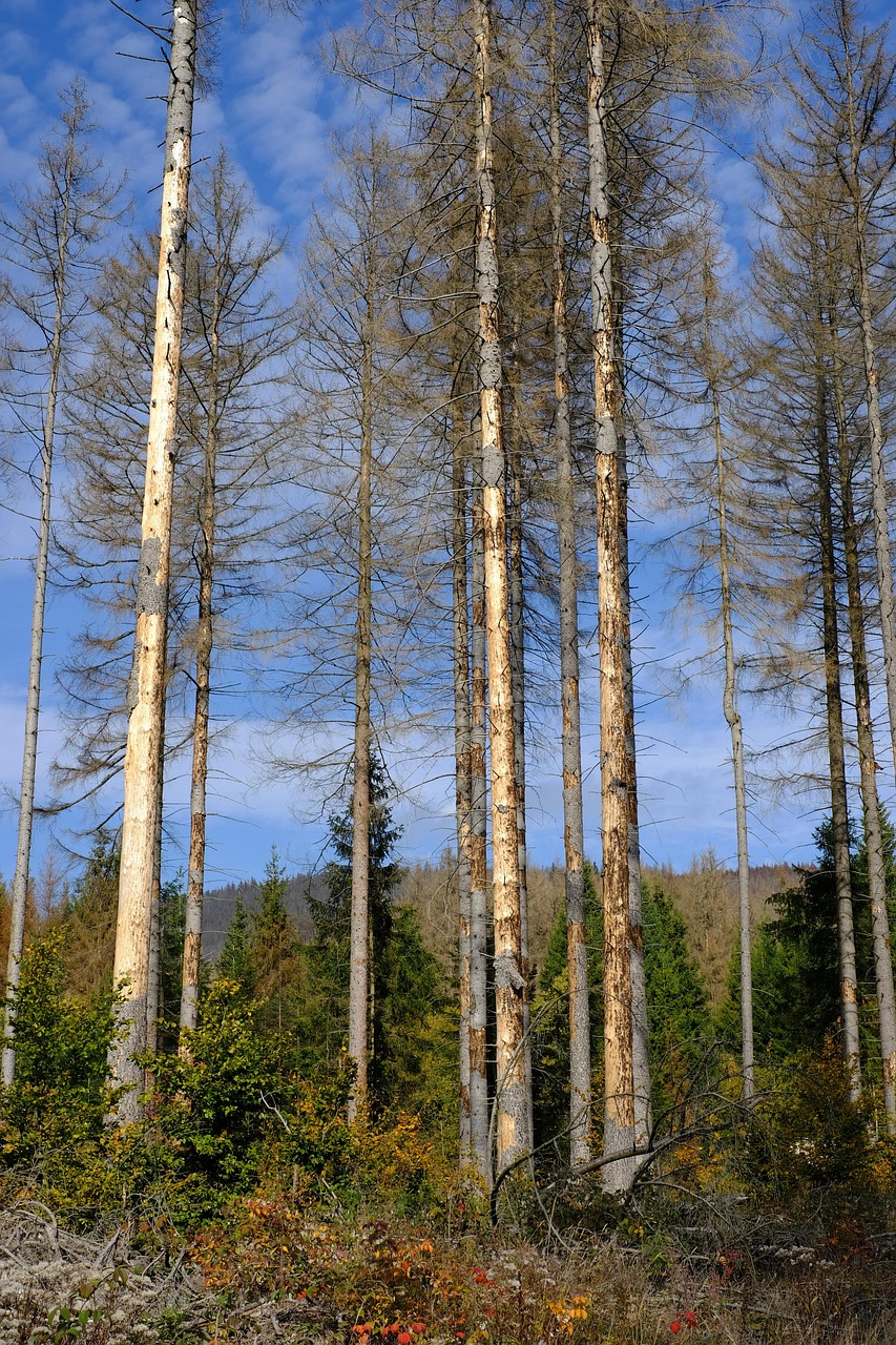 Waldsterben Fichten Wald - Kostenloses Foto auf Pixabay - Pixabay