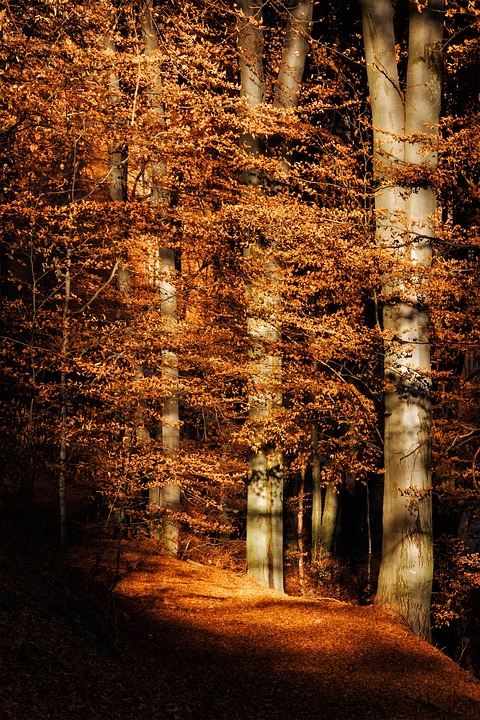 Magique Forêt Chemin - Photo gratuite sur Pixabay