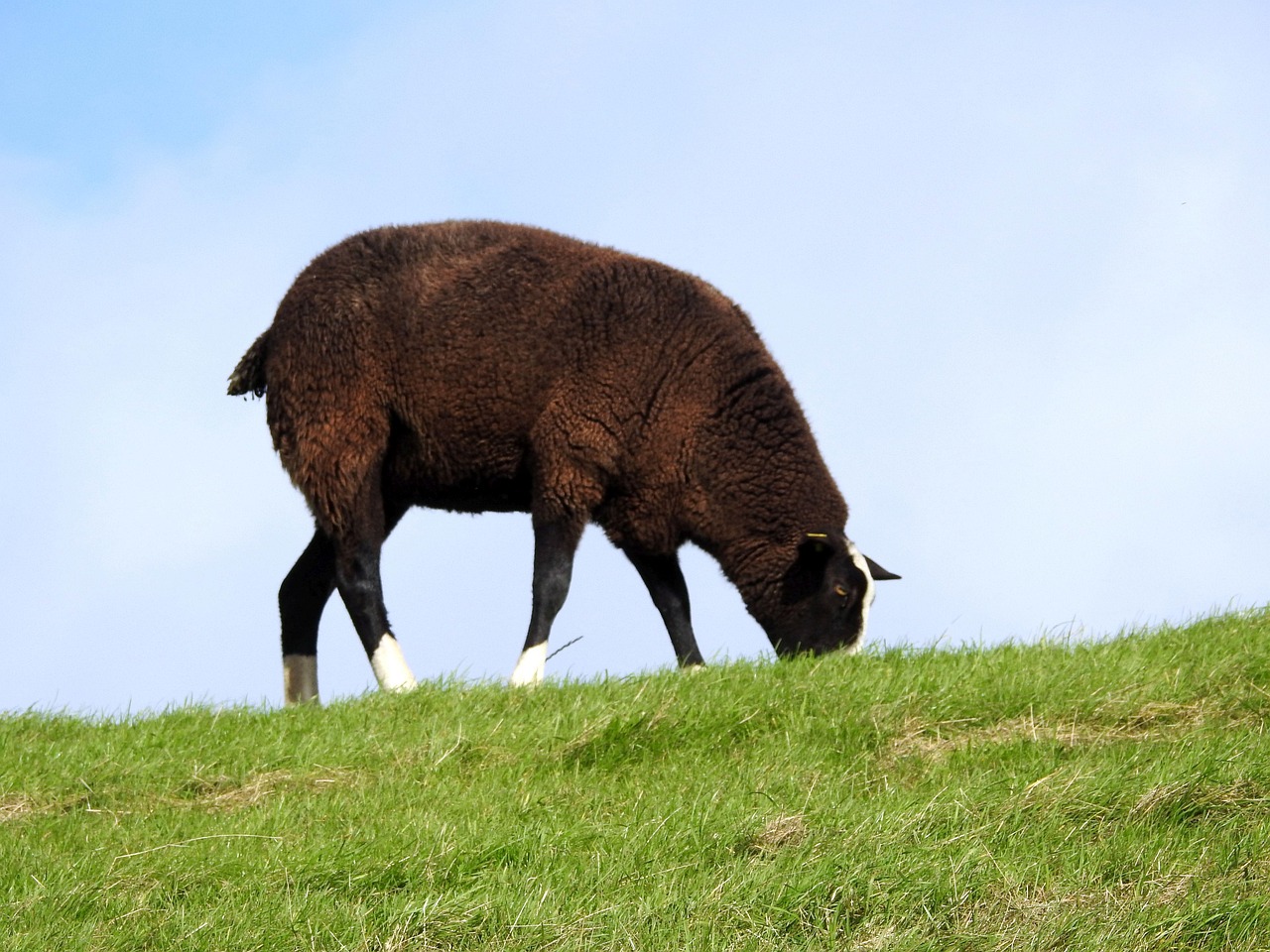 Domba Kambing Hitam Peternakan - Foto gratis di Pixabay - Pixabay