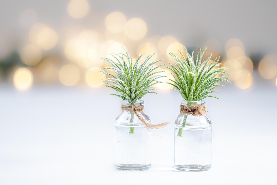 Plants Bokeh Close Up - Free photo on Pixabay