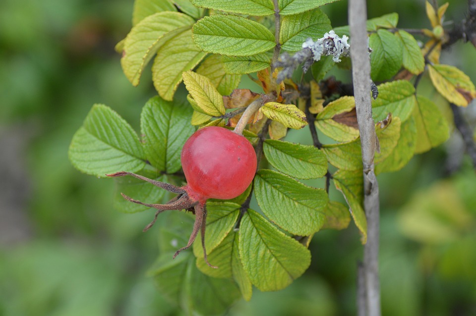 Rose Fruit Red - Free photo on Pixabay - Pixabay