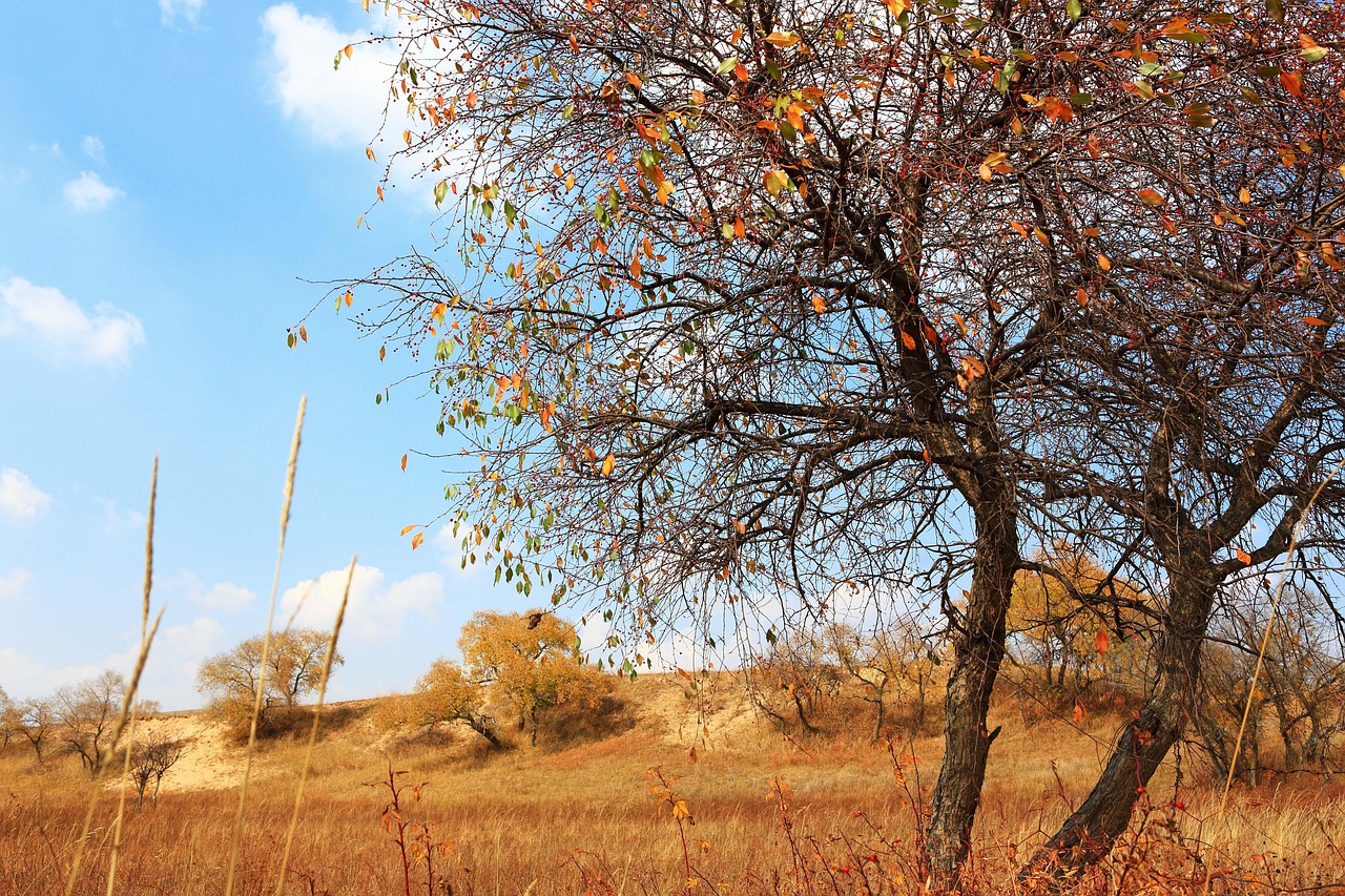 超过 100000 张关于“Atmospheric Autumn”和“秋天”的免费图片 - Pixabay