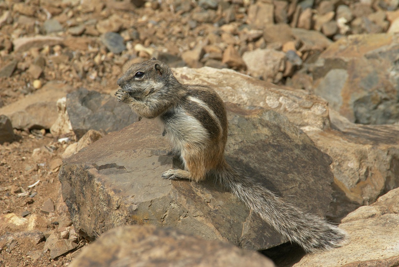 20 000+ darmowych obrazów z kategorii Japaneese Dwarf Flying Squirrel i ...