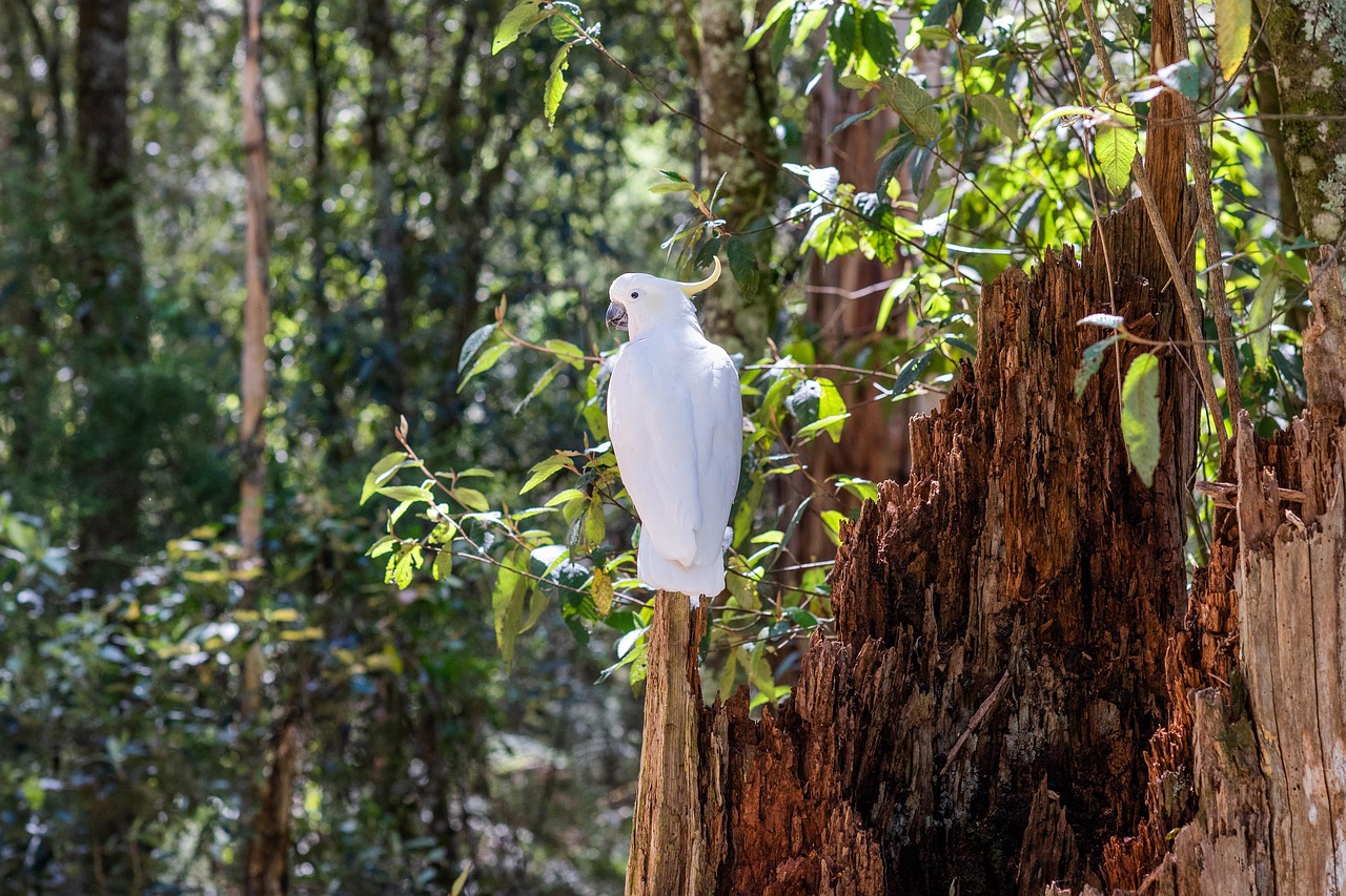 Sulphur-Crested Cockatoo - Free photo on Pixabay - Pixabay