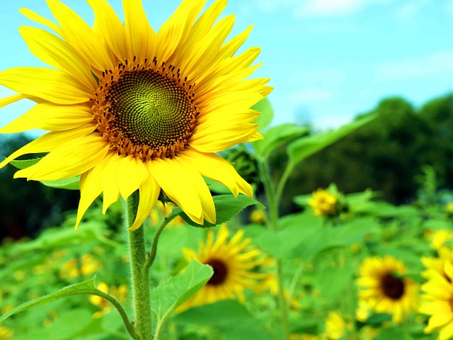 超过 10000 张关于“Sunflower”和“向日葵”的免费图片 - Pixabay