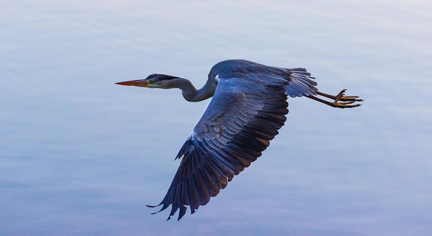 300+ Free Birds In Flight & Bird Images