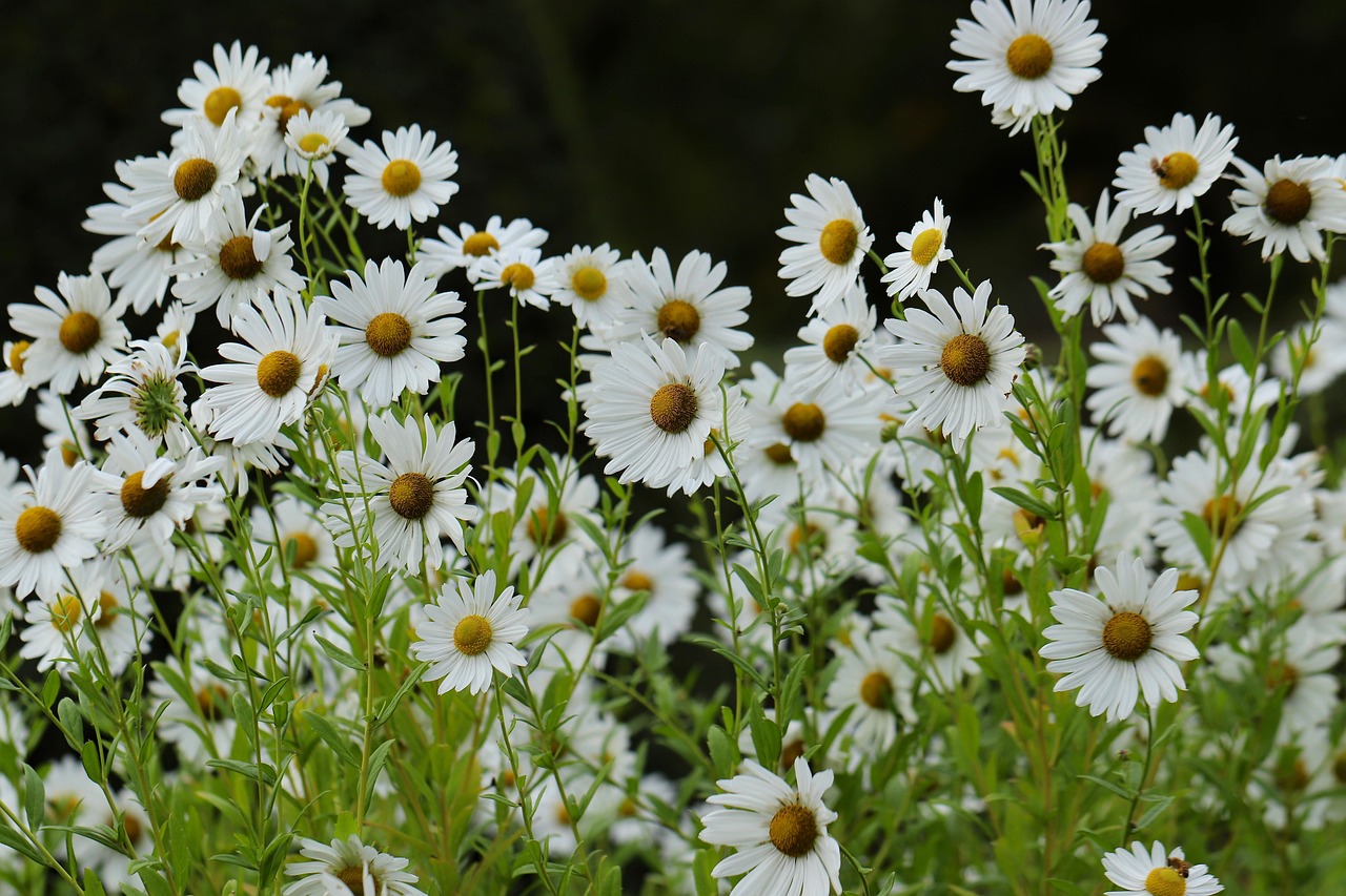 1.000+ kostenlose Margeriten und Natur-Bilder - Pixabay