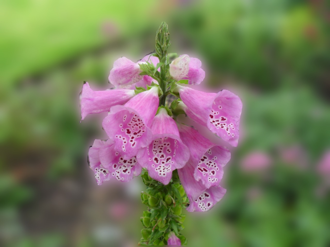 Foxglove Digitalis Pink Free Photo On Pixabay Pixabay