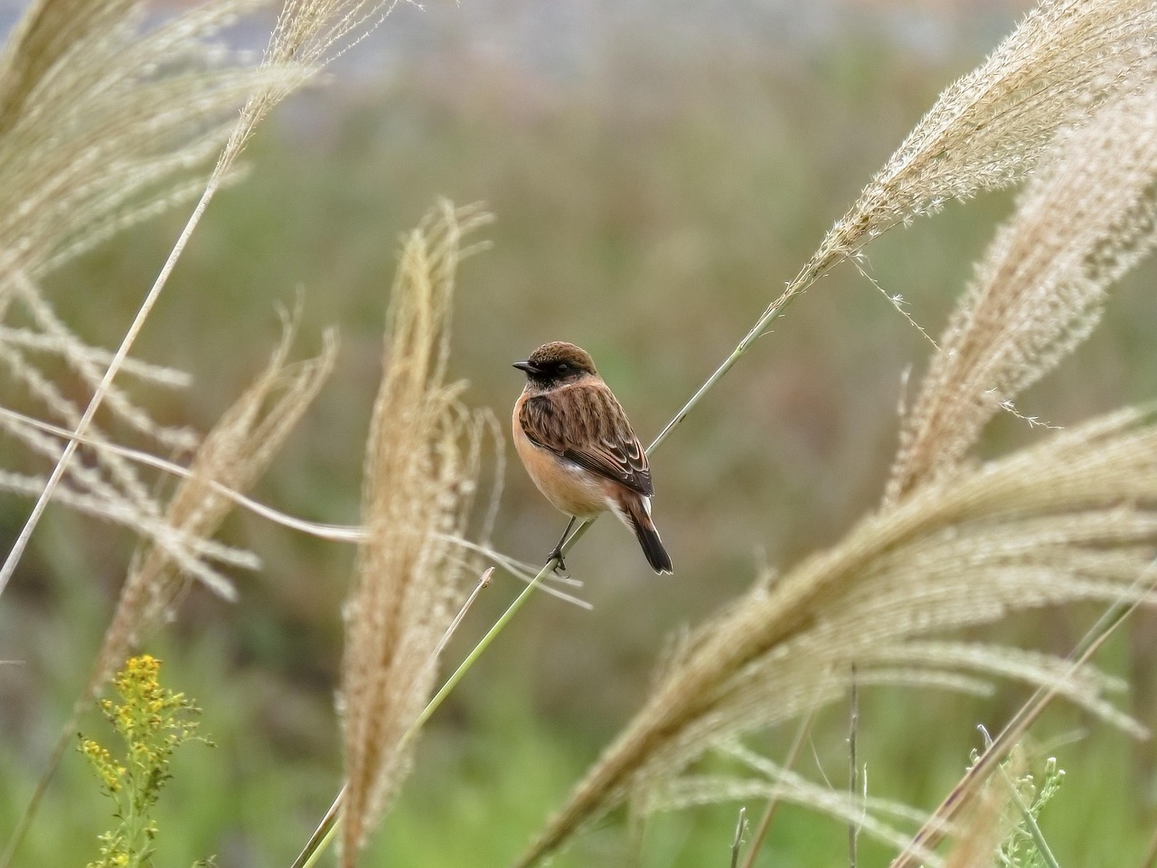Animal Plant Grass - Free photo on Pixabay