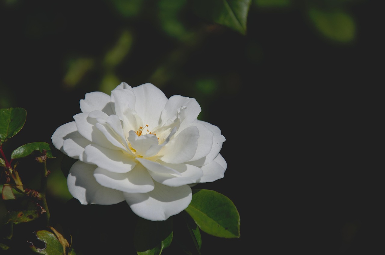 Bunga Putih Mawar - Foto gratis di Pixabay - Pixabay