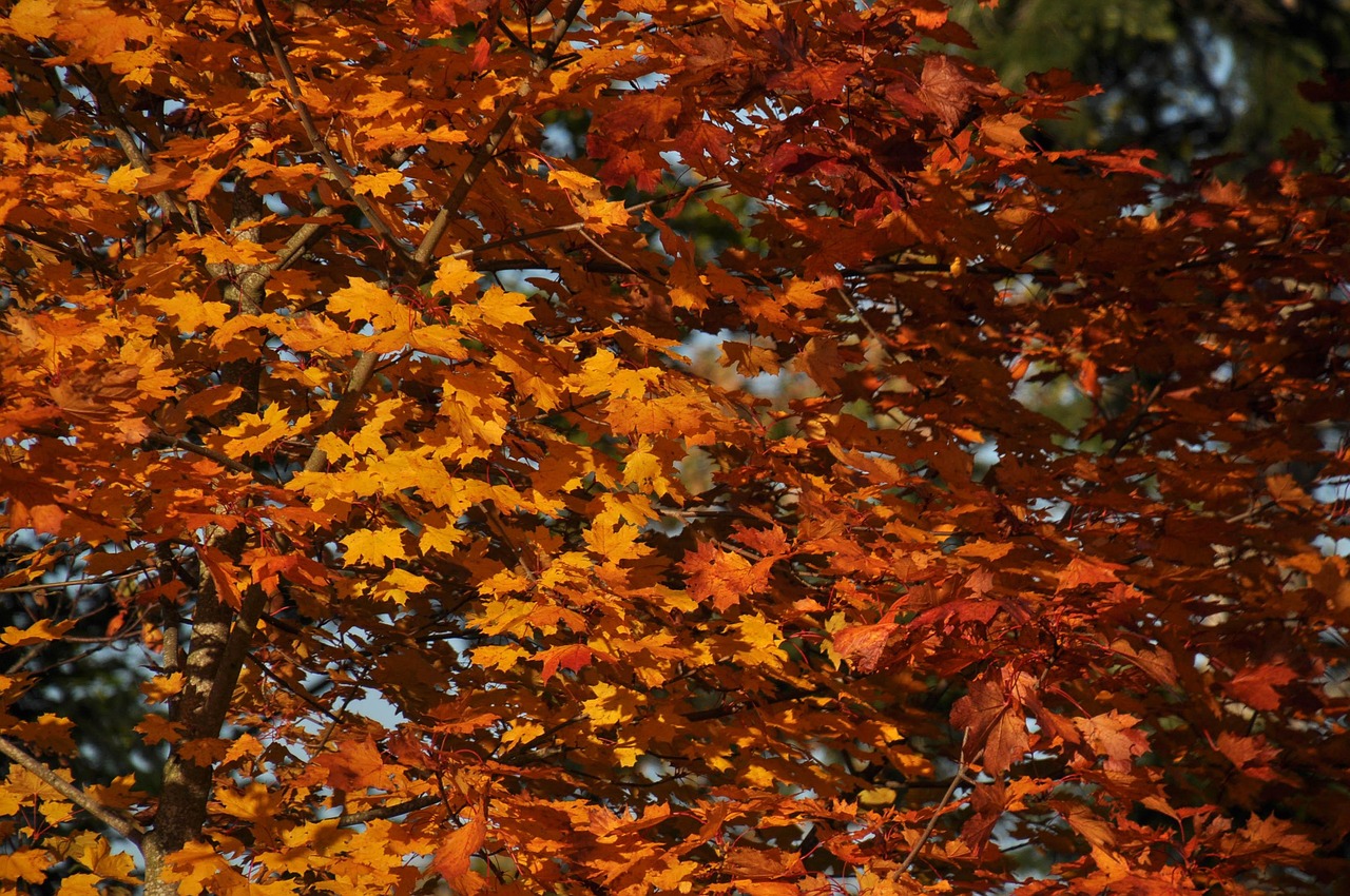 Feuilles D'Automne Tombe Couleurs - Photo gratuite sur Pixabay - Pixabay