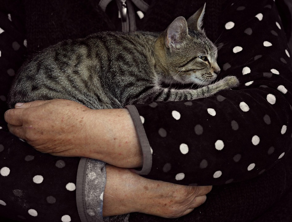 The Cat Domestic Love - Free photo on Pixabay - Pixabay