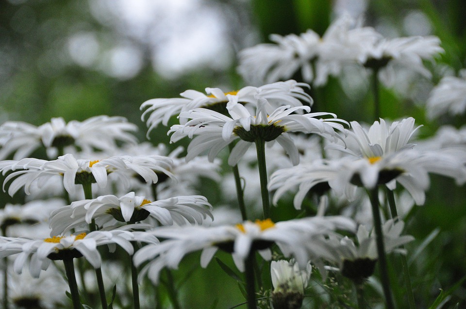Bunga Aster Kebun Bunga-Bunga - Foto gratis di Pixabay - Pixabay