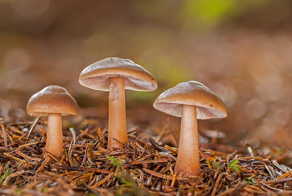 Mushrooms Sponge Disc Fungus Pine - Free photo on Pixabay - Pixabay