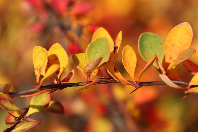 The Light Of Autumn Leaves Bush - Free photo on Pixabay