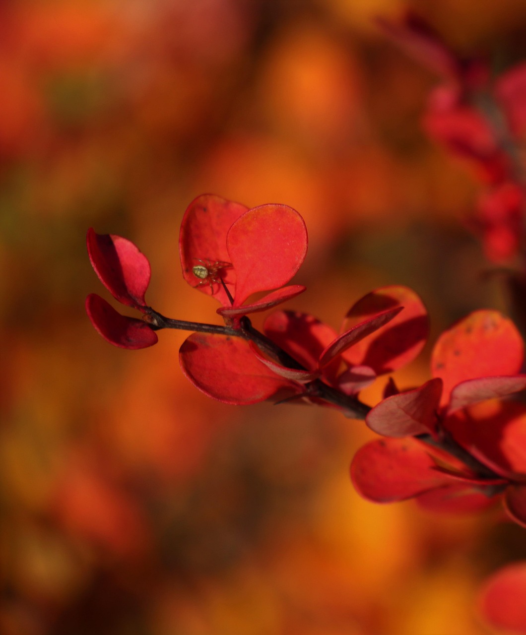 Colors Of Autumn Red Orange - Free photo on Pixabay - Pixabay
