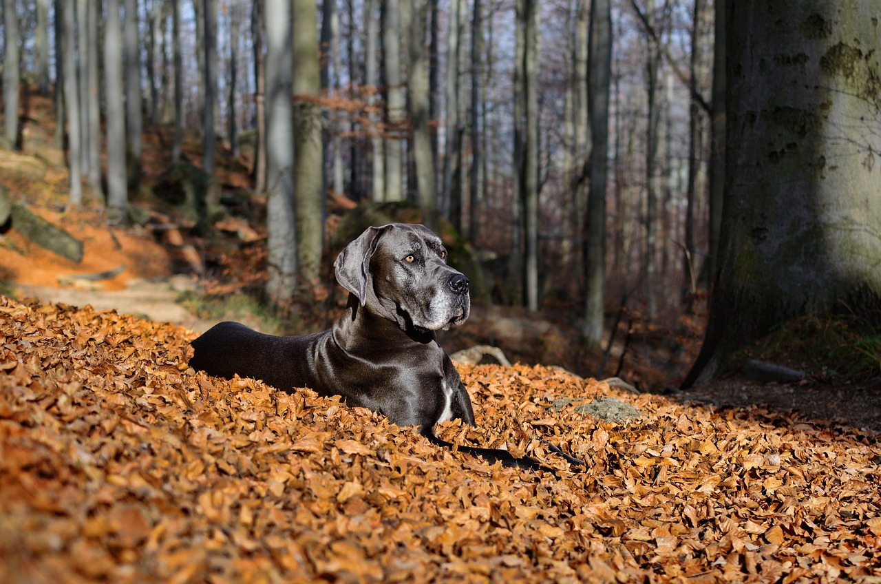 100+ Free Great Dane & Dog Images - Pixabay