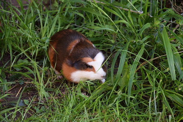 Guinea Pig Rodent Domestic Animal - Free photo on Pixabay - Pixabay