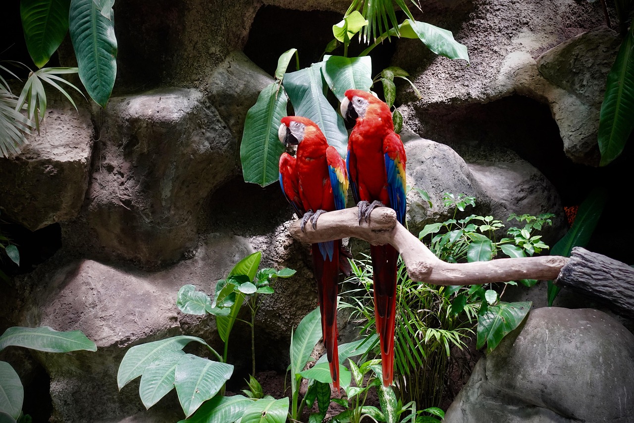 Colorful Plumage Bird - Free photo on Pixabay - Pixabay